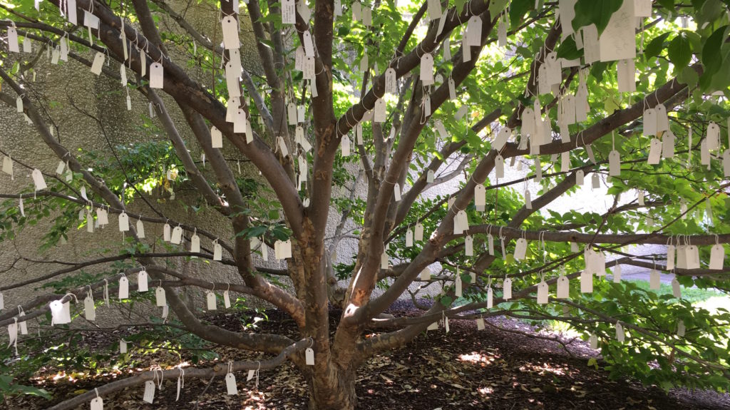 Wish Tree for Washington, DC - Adventures in DC