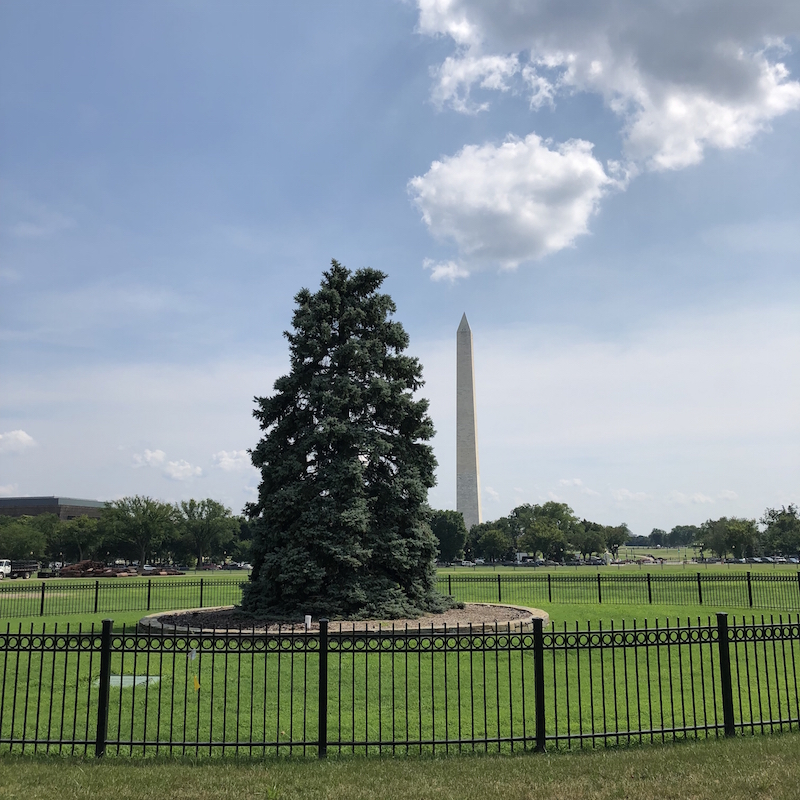 National Christmas Tree - Adventures in DC